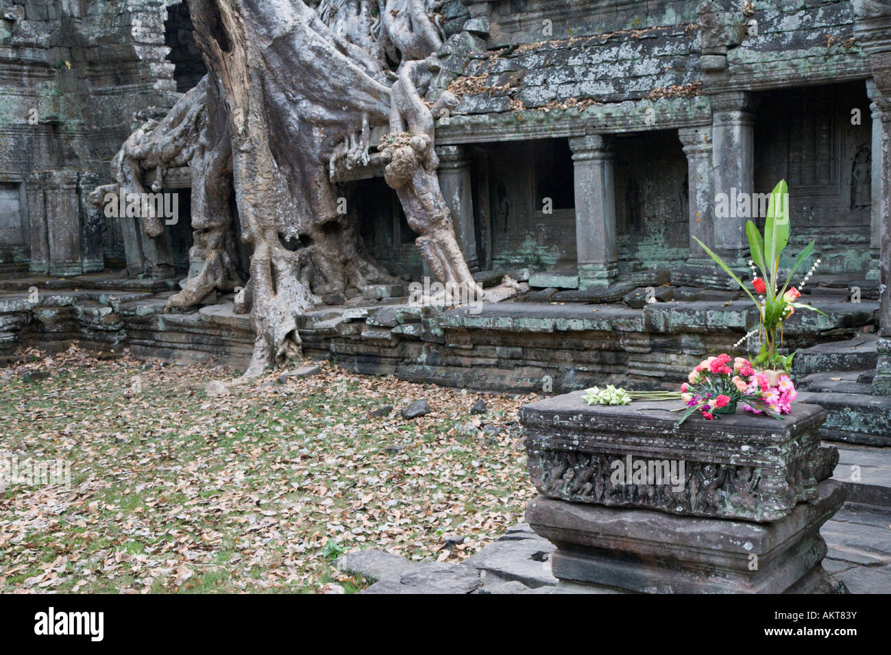 Flowers and strangling roots (Tetrameles nudiflora) at Preah Khan ...
