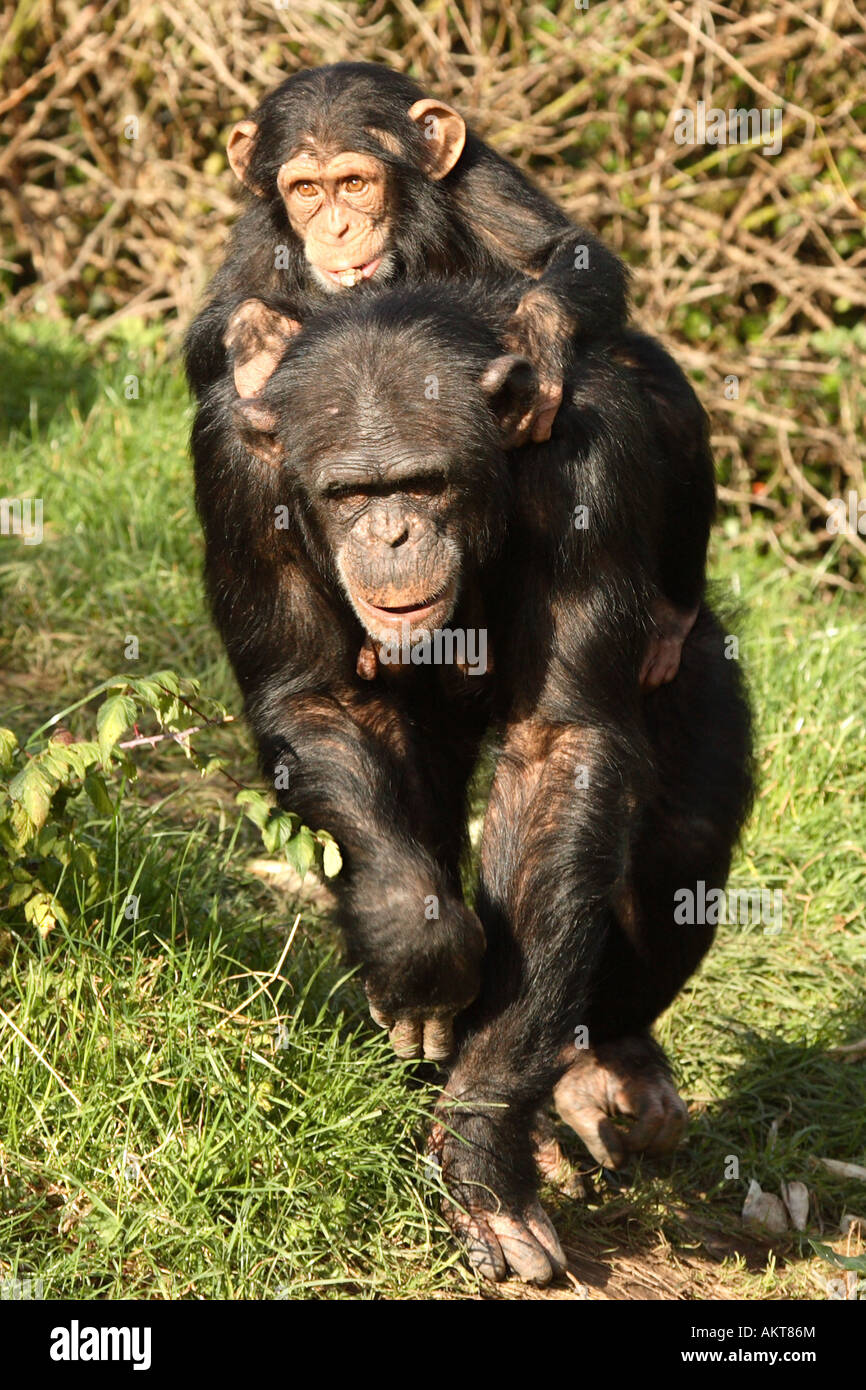 Chimps hi-res stock photography and images - Alamy