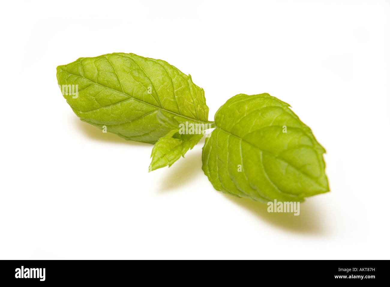 Fresh mint leaves isolated on a white studio background Stock Photo - Alamy