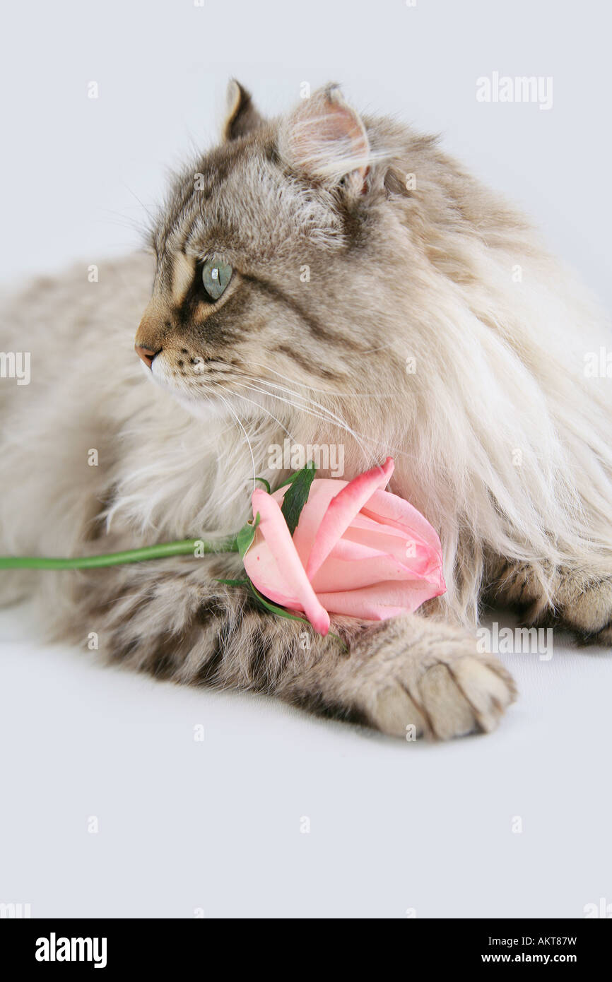 Cat with rose hi-res stock photography and images - Alamy