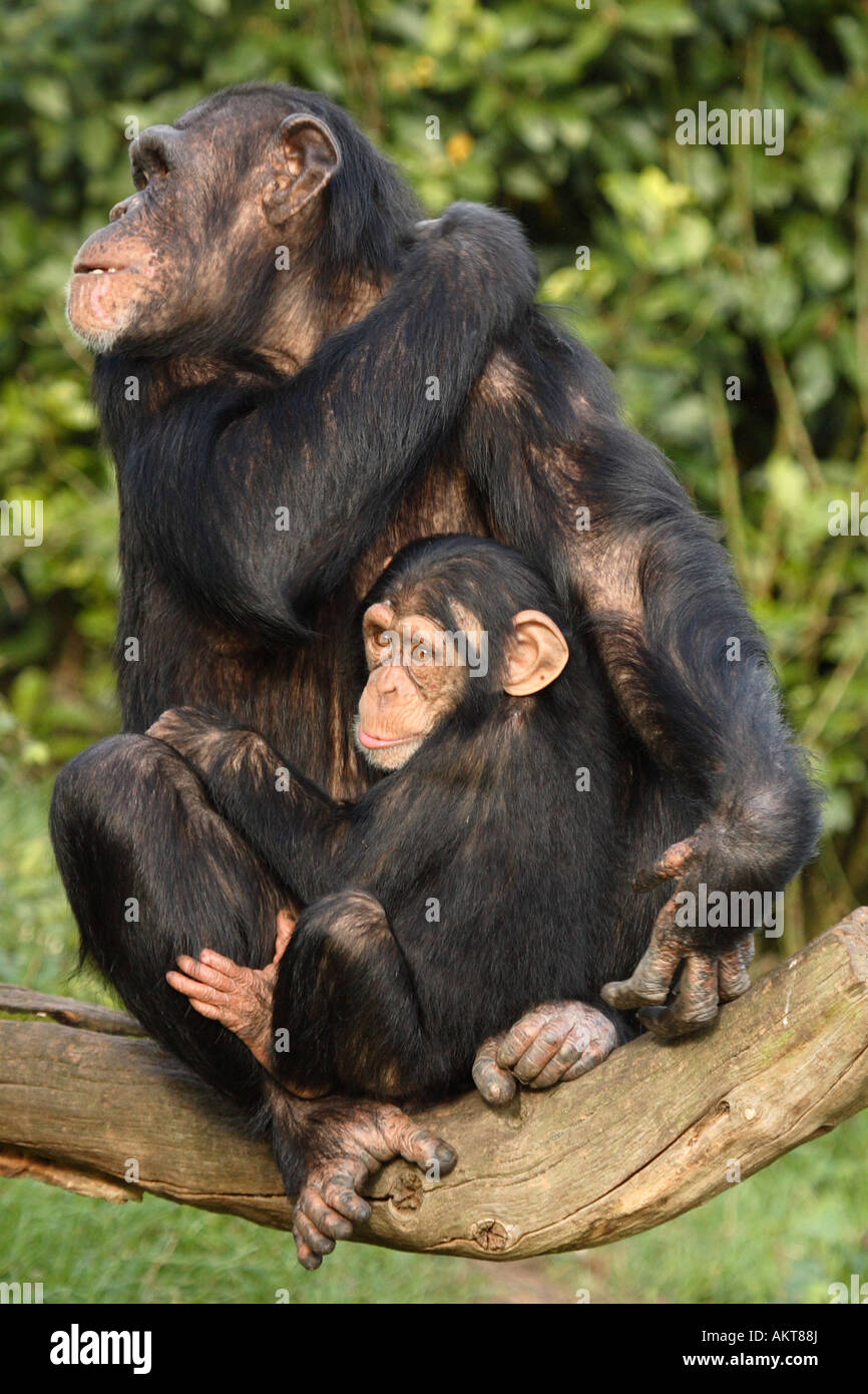 Chimps hi-res stock photography and images - Alamy
