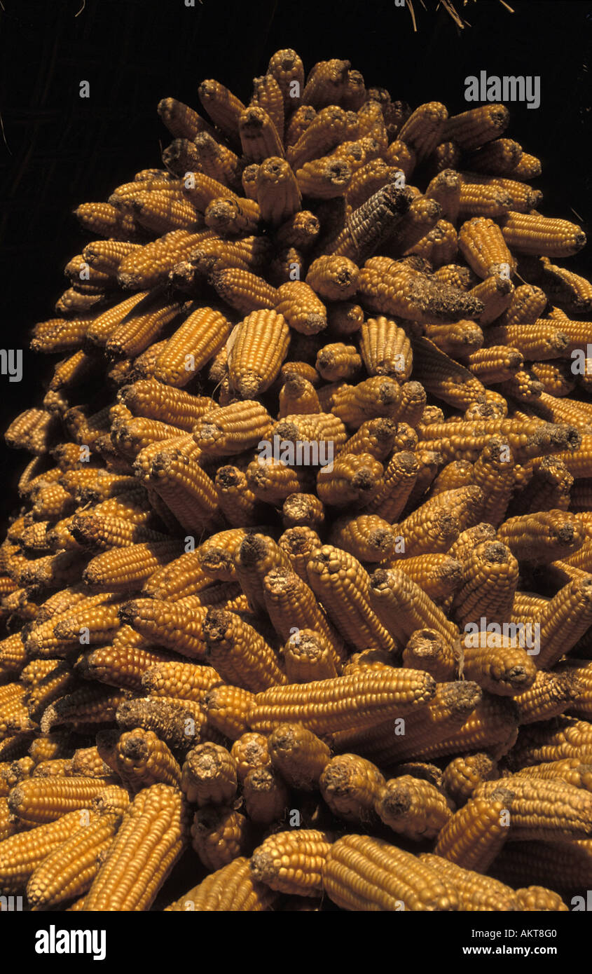 Maize stack Annapurna trail Nepal Stock Photo - Alamy