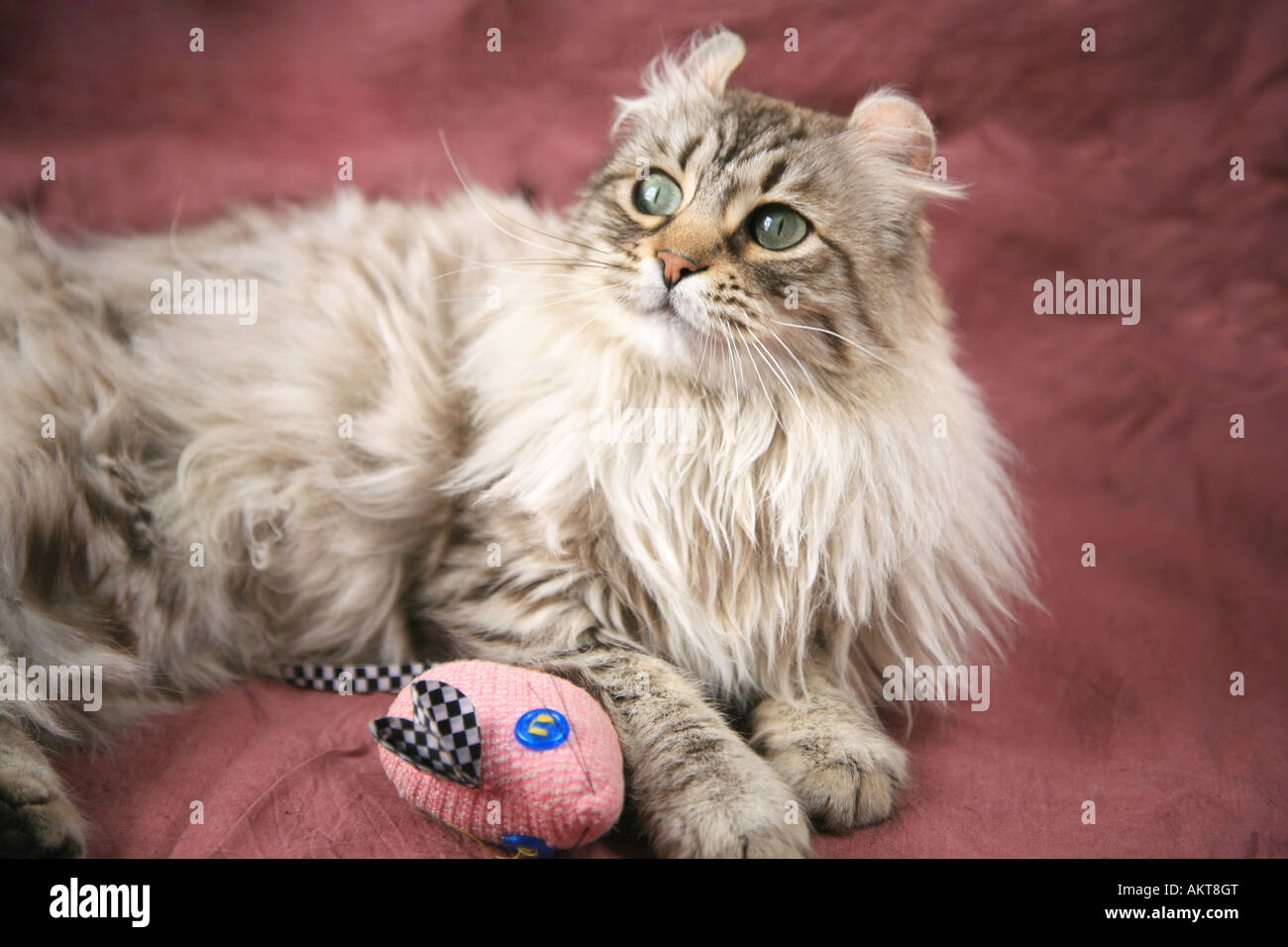 Maroon cat hi-res stock photography and images - Alamy