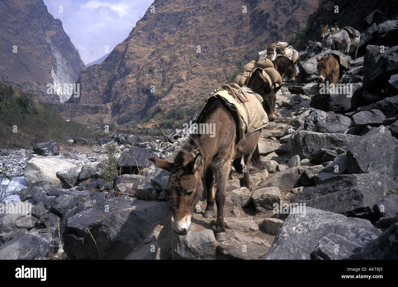 Mule caravan hi-res stock photography and images - Alamy