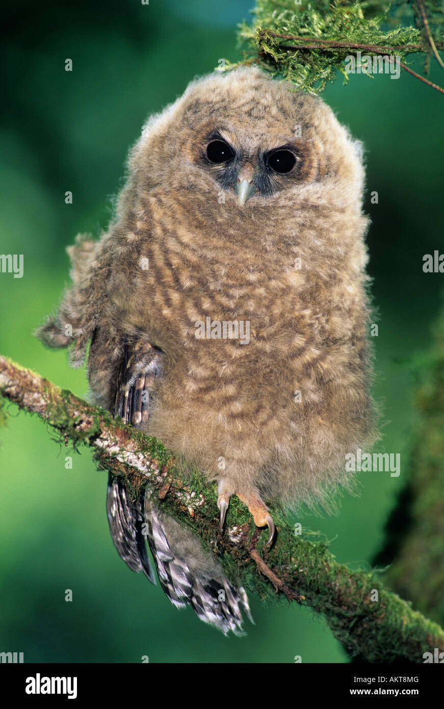 Northwest owl hi-res stock photography and images - Alamy