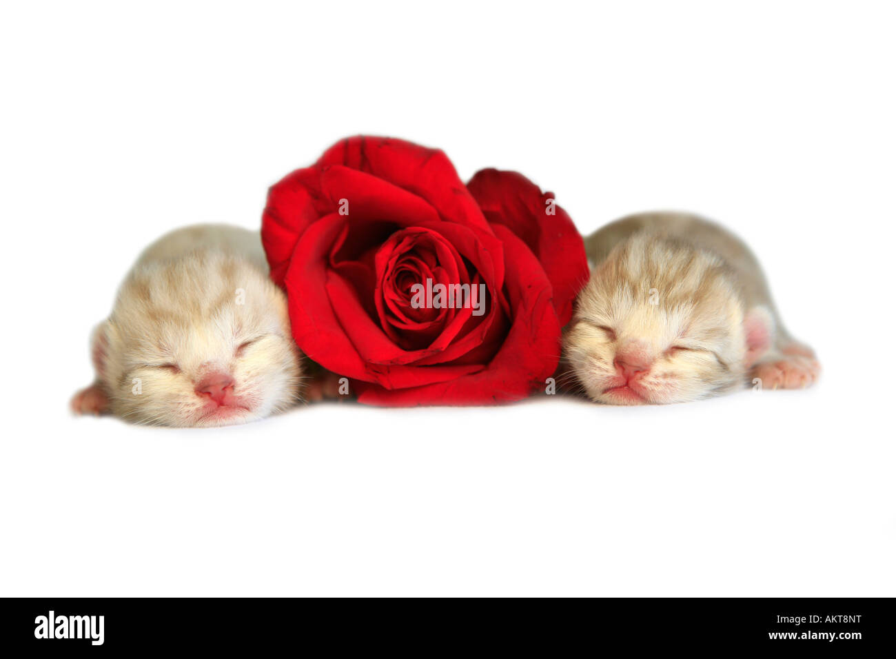 Two white newborn kittens with red rose on white background Stock Photo ...