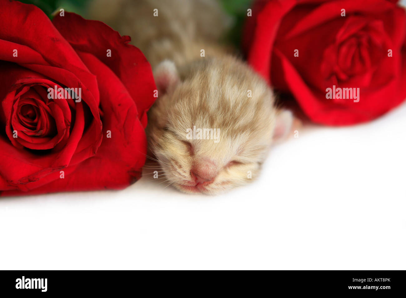 Light colored kitten in between two red roses isolated on white Stock ...