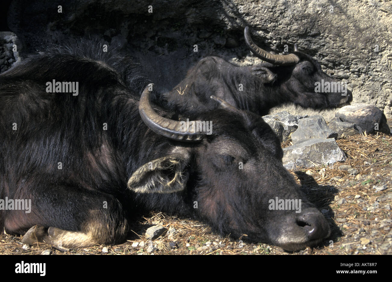 Himalayan Buffalo High Resolution Stock Photography and Images - Alamy