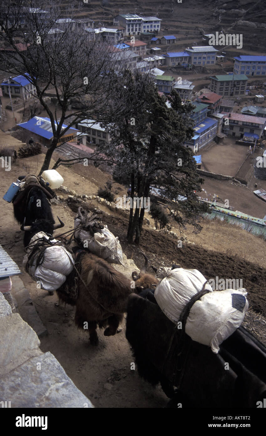 Nepal yak caravan hi-res stock photography and images - Alamy