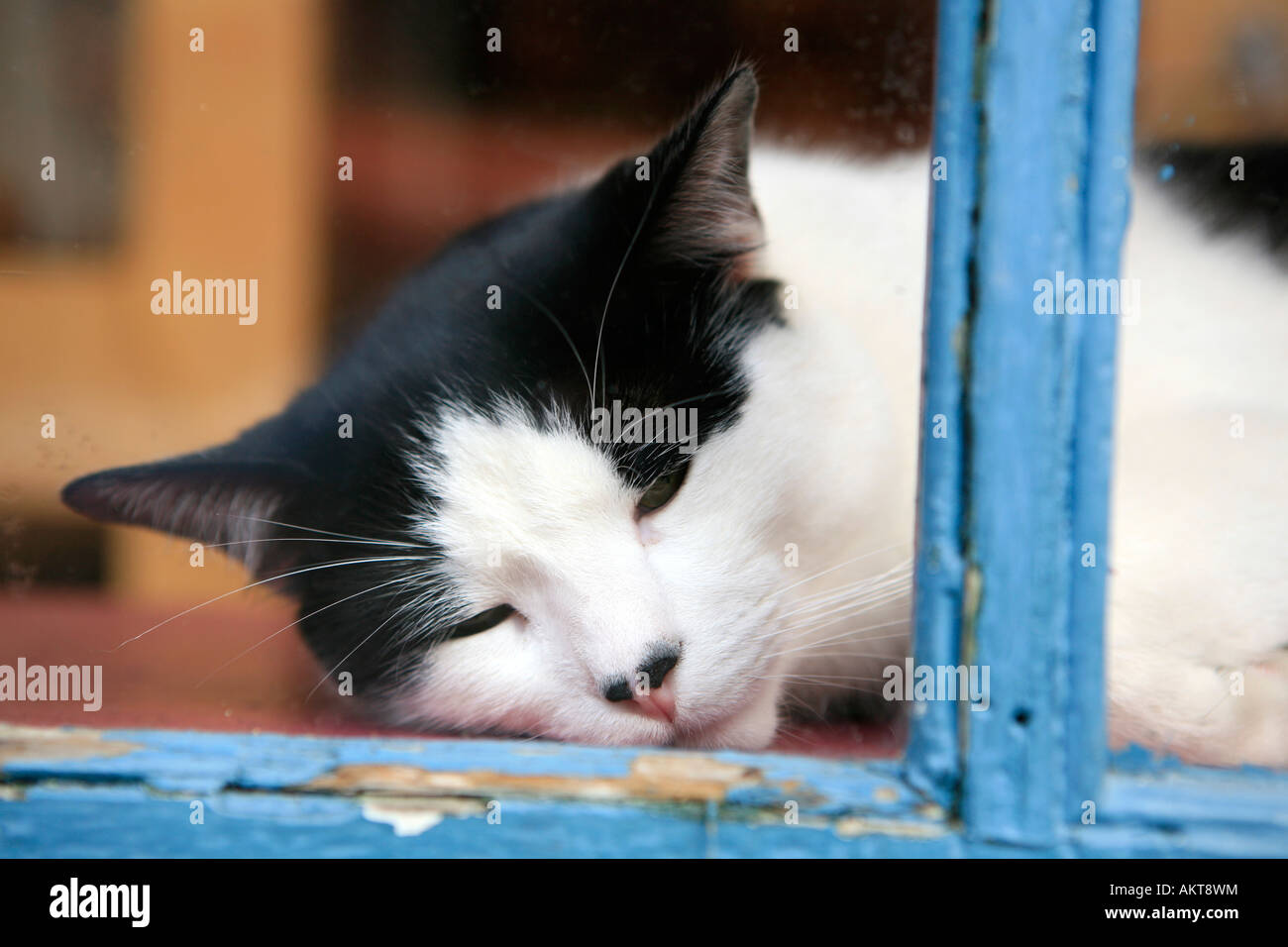 Cat napping in window Stock Photo - Alamy