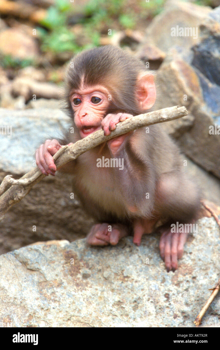 Japan, Nagano, Jigokudani, Snow Monkey Baby, Japanese Macaque, (Macaca ...