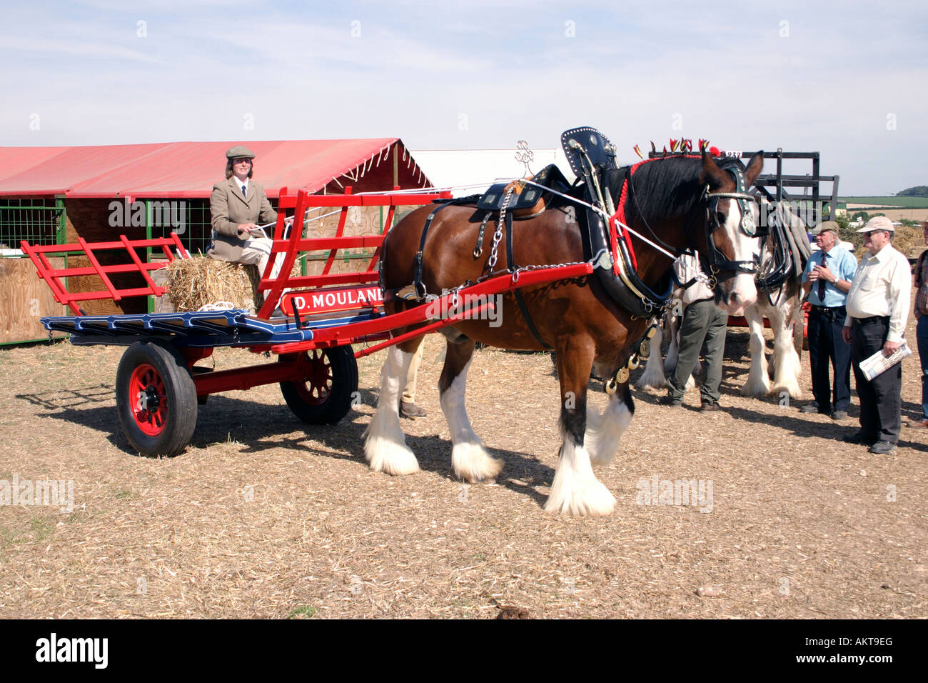 Shire horse with driver pulling cart at Great Dorset Steam Rally 2005 ...