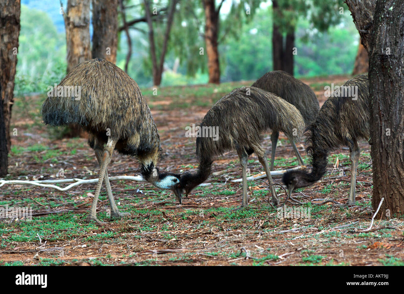 Emus hi-res stock photography and images - Alamy