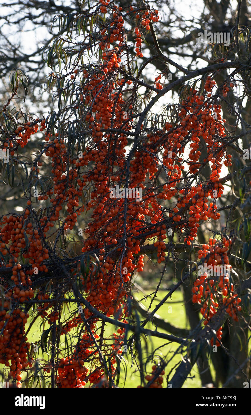 Hippophae rhamnoides rhamnoides hi-res stock photography and images - Alamy