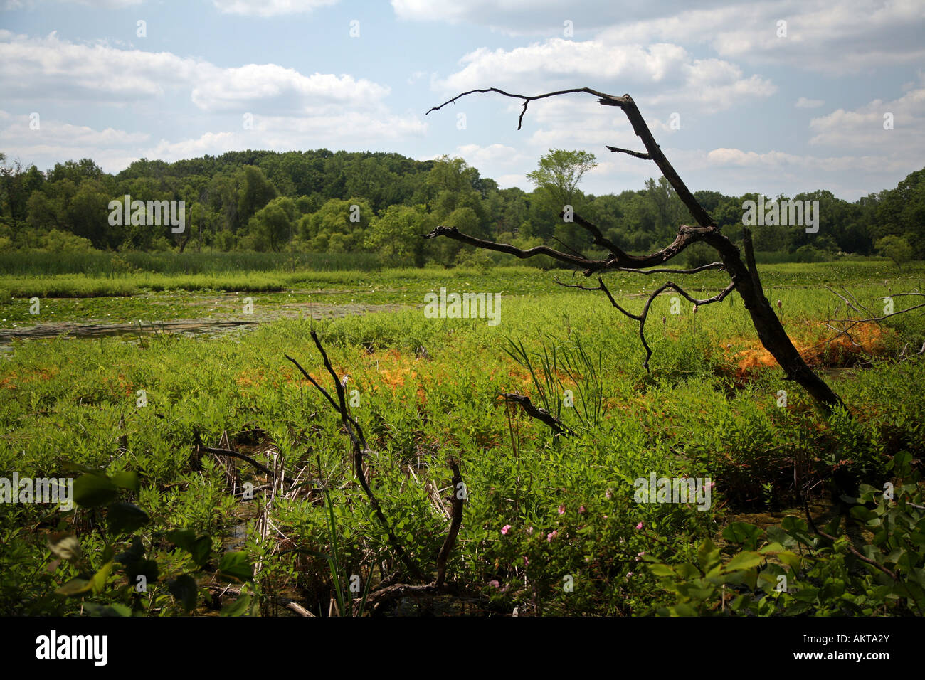 Looking out over marsh countryside Stock Photo - Alamy