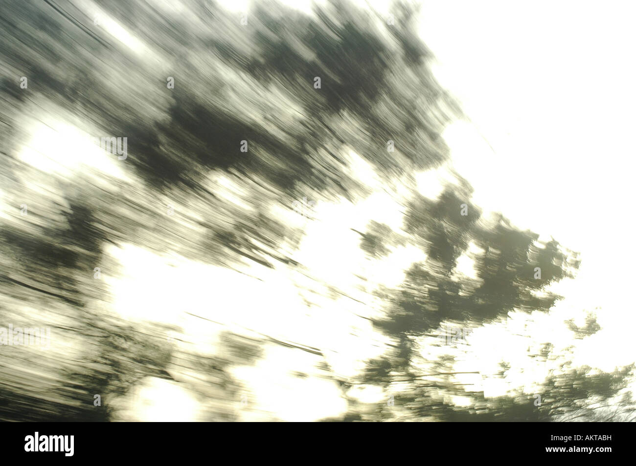 Motion blared image showing a the silhouette of a tree in front of a ...