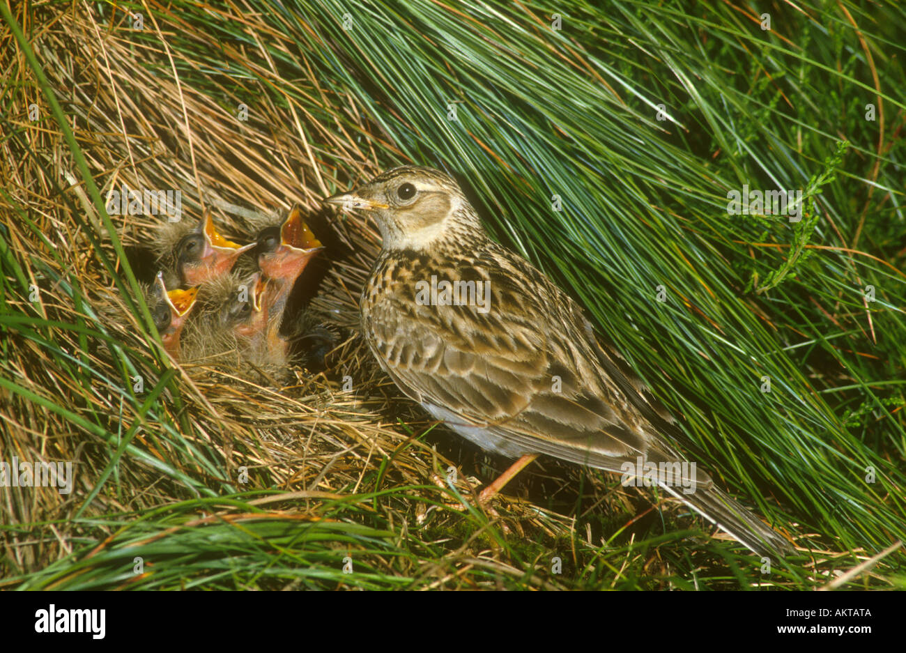Eurasian Skylark Alauda arvensis adult at nest feeding chicks on the ...