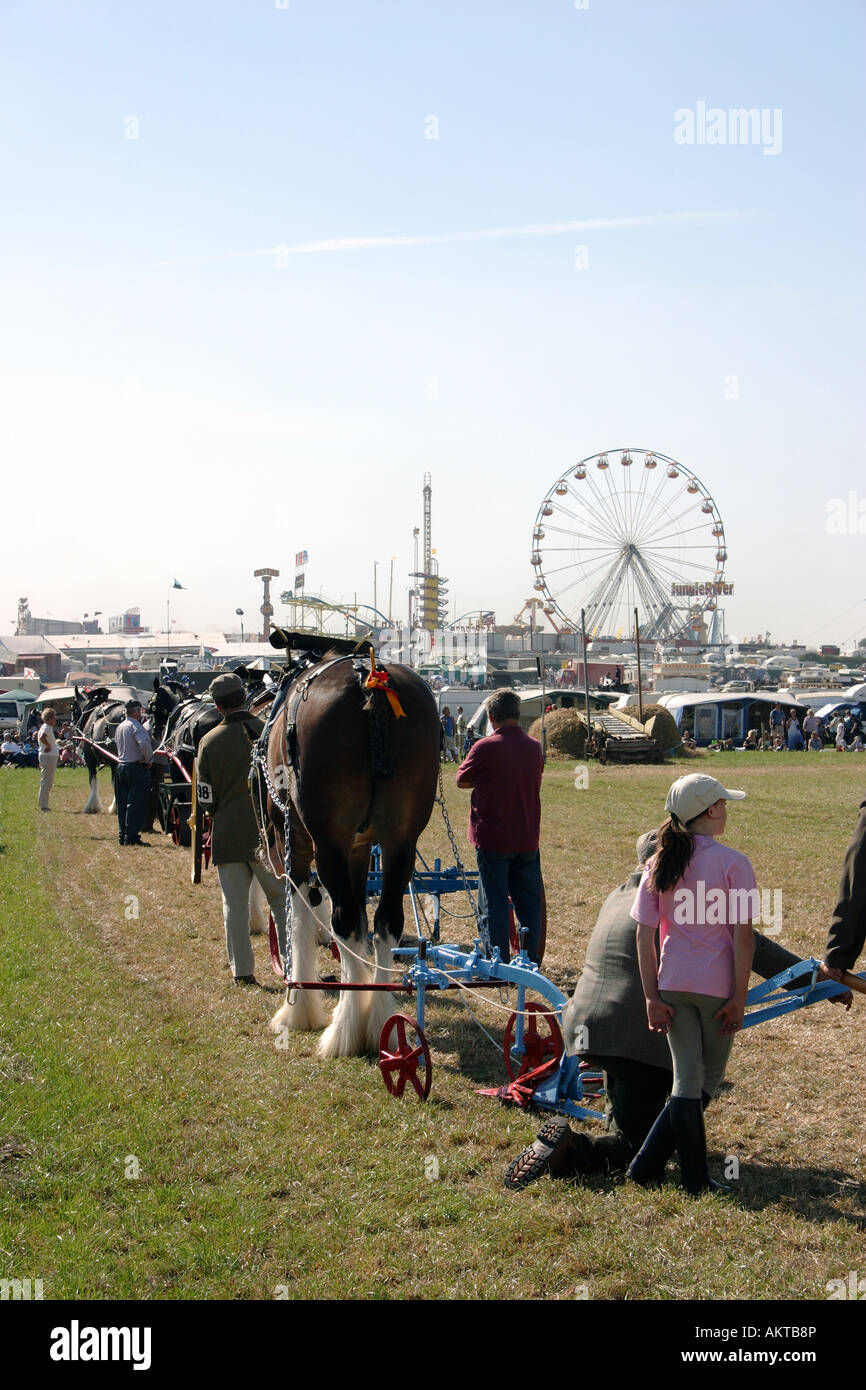 Line of Shire horses with fairground in background at Great Dorset ...