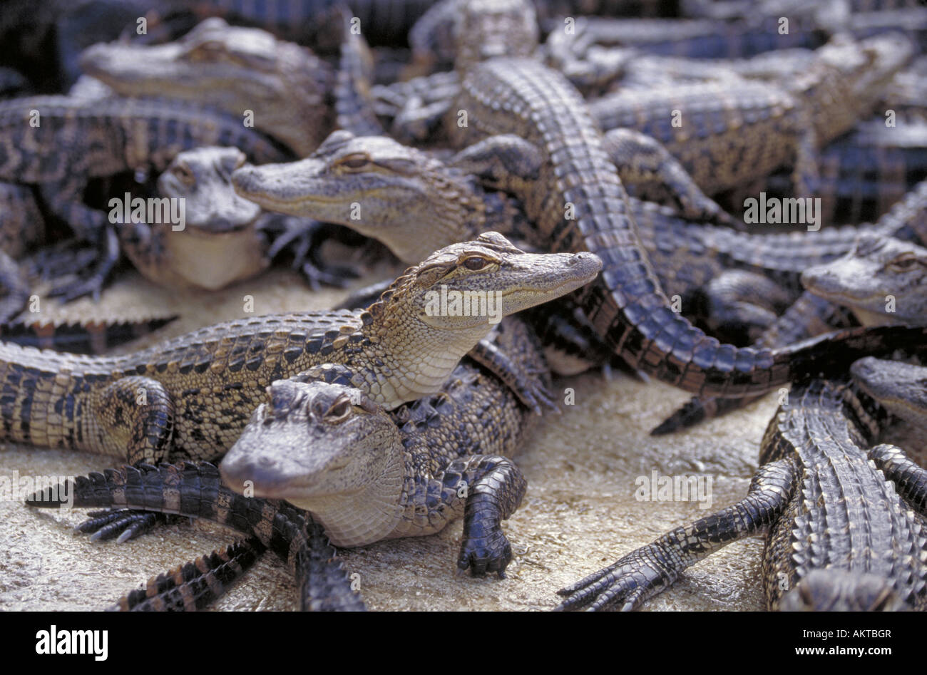 Birds sunning themselves hi-res stock photography and images - Alamy