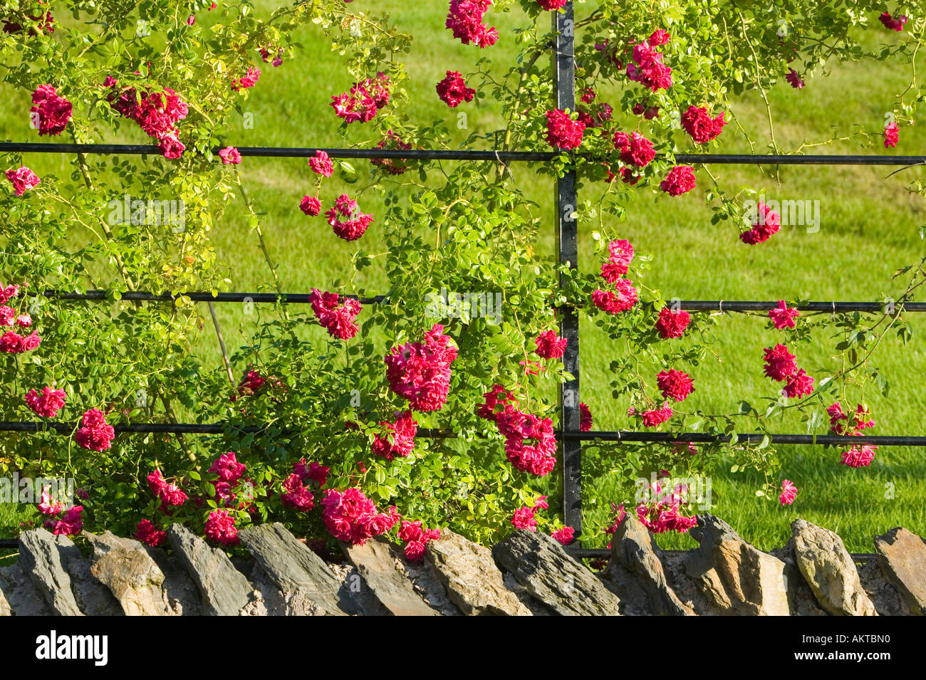 rambling roses growing at Holehird gardens, Windermere, Cumbria, UK ...