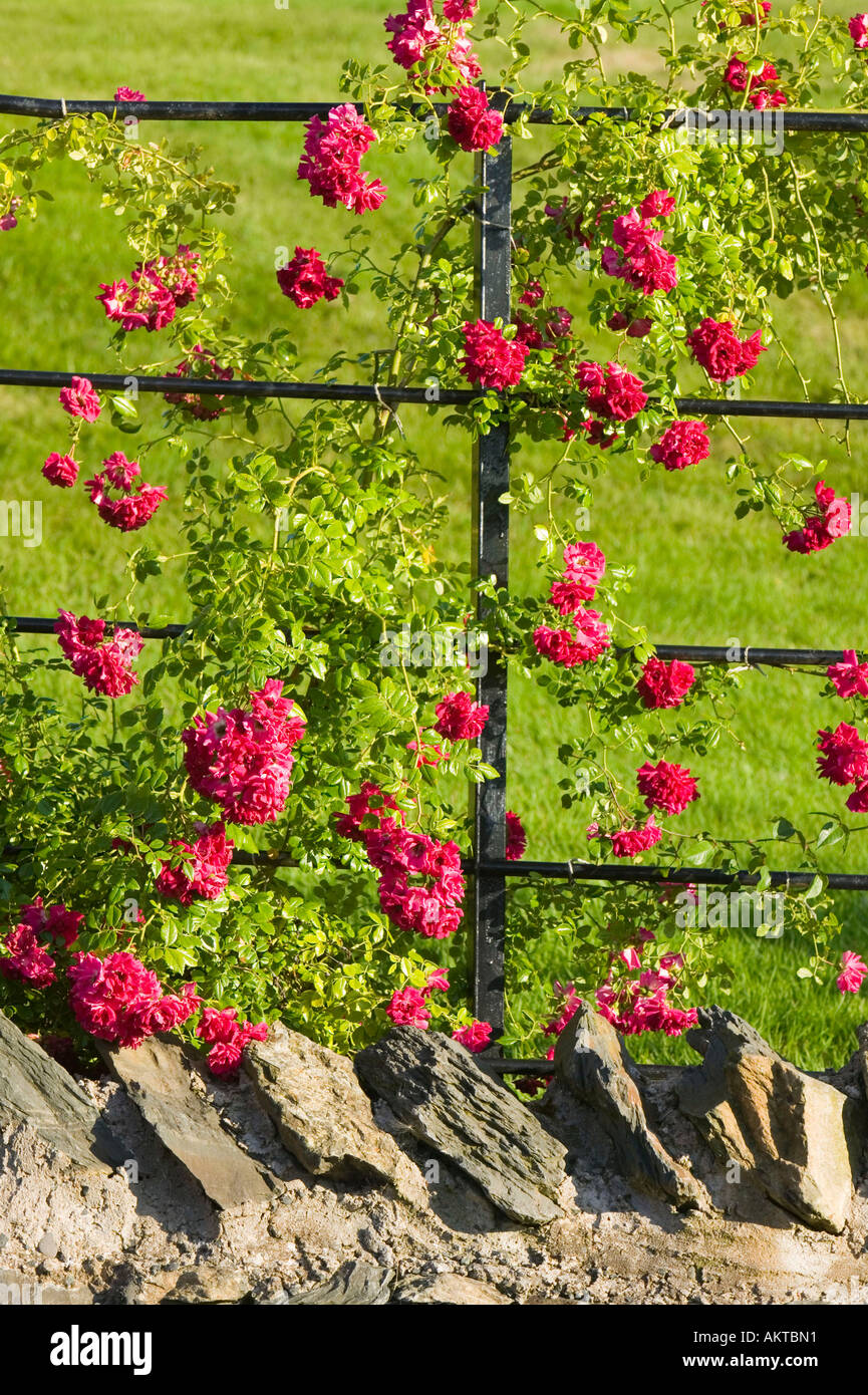 rambling roses growing at Holehird gardens, Windermere, Cumbria, UK ...