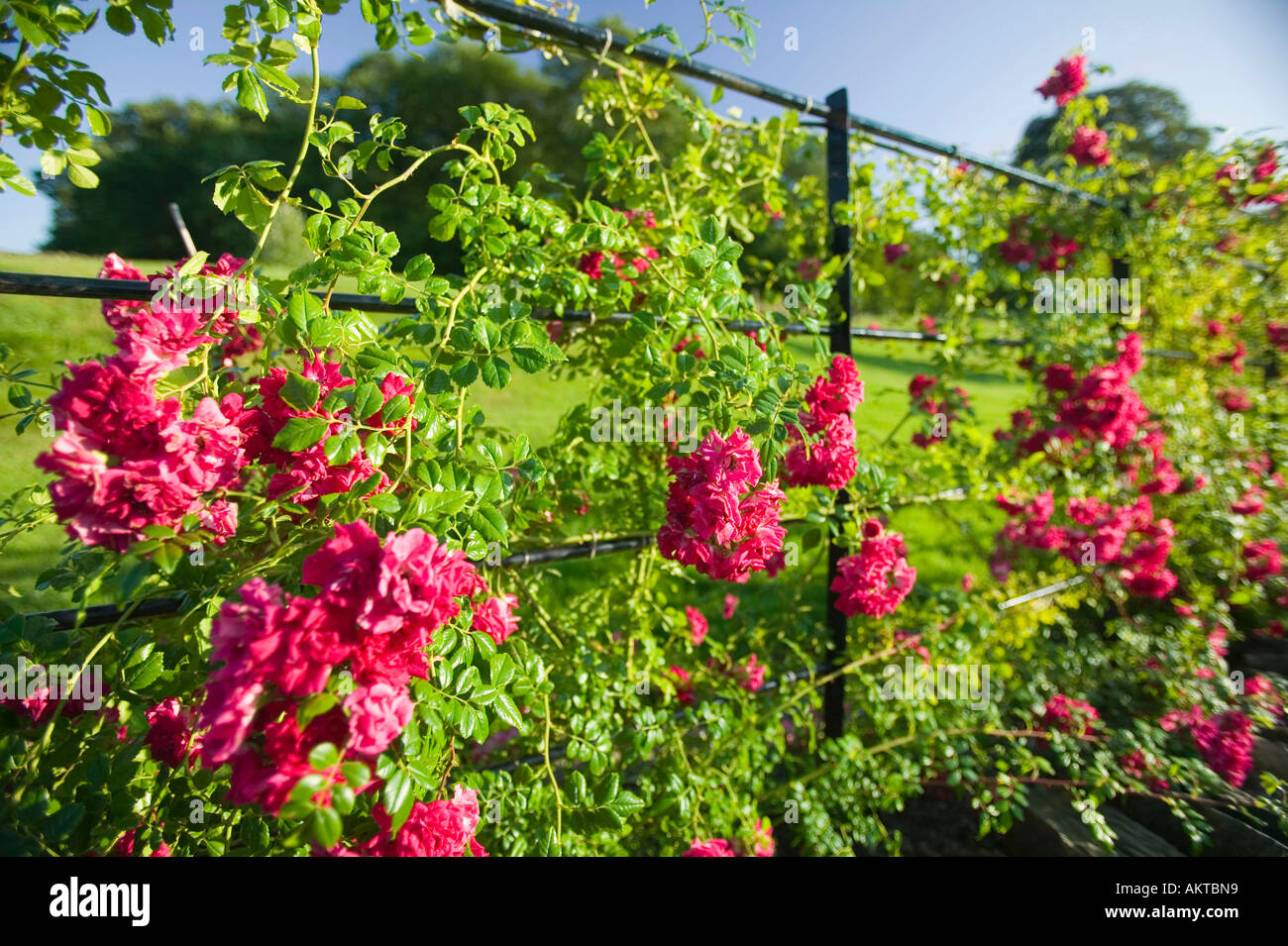 Roses growing in Holehird gardens, Windermere, Cumbria, UK Stock Photo ...