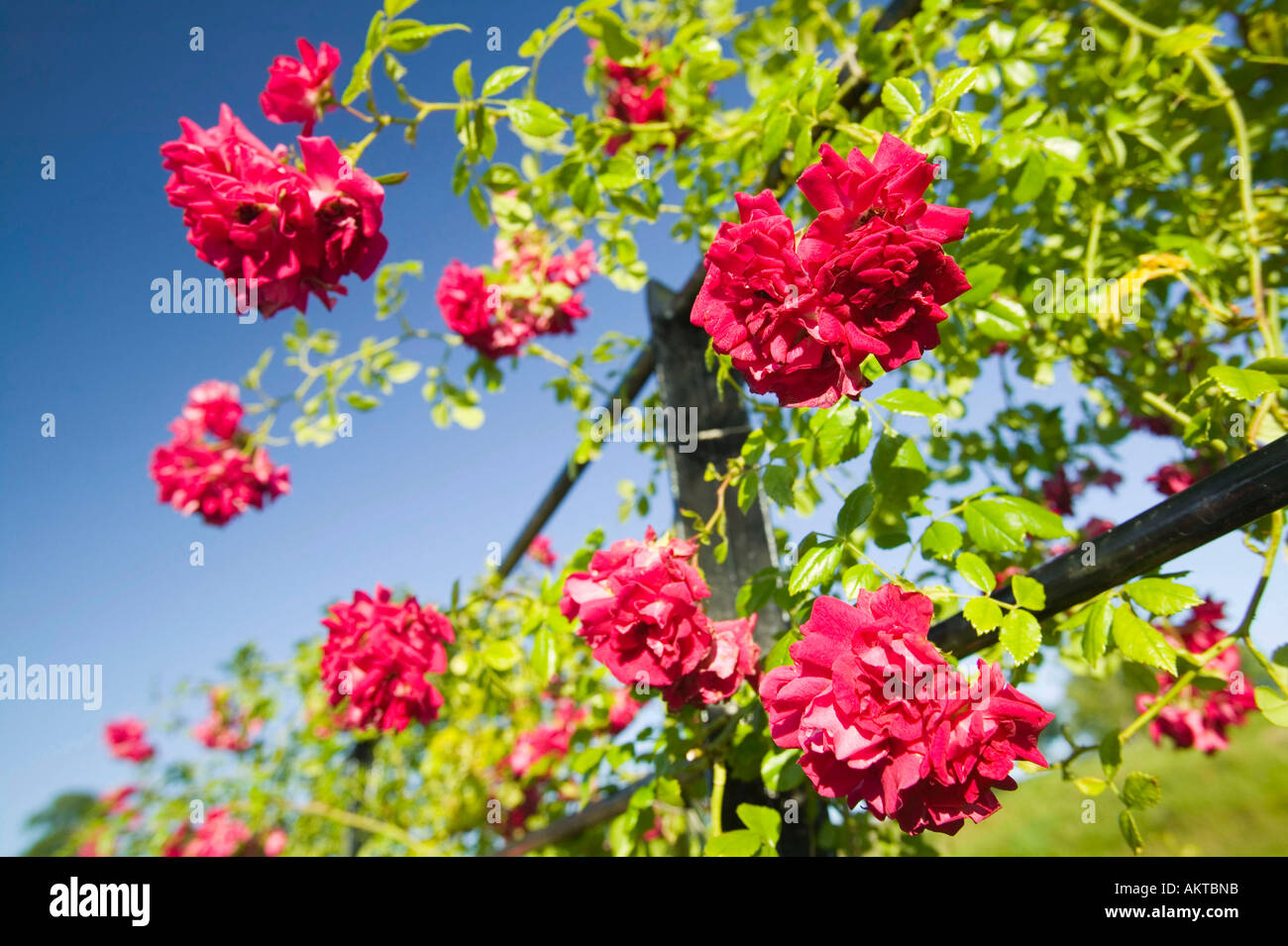 Roses growing in Holehird gardens, Windermere, Cumbria, UK Stock Photo ...