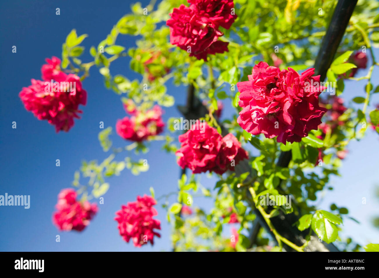 Roses growing in Holehird gardens, Windermere, Cumbria, UK Stock Photo ...