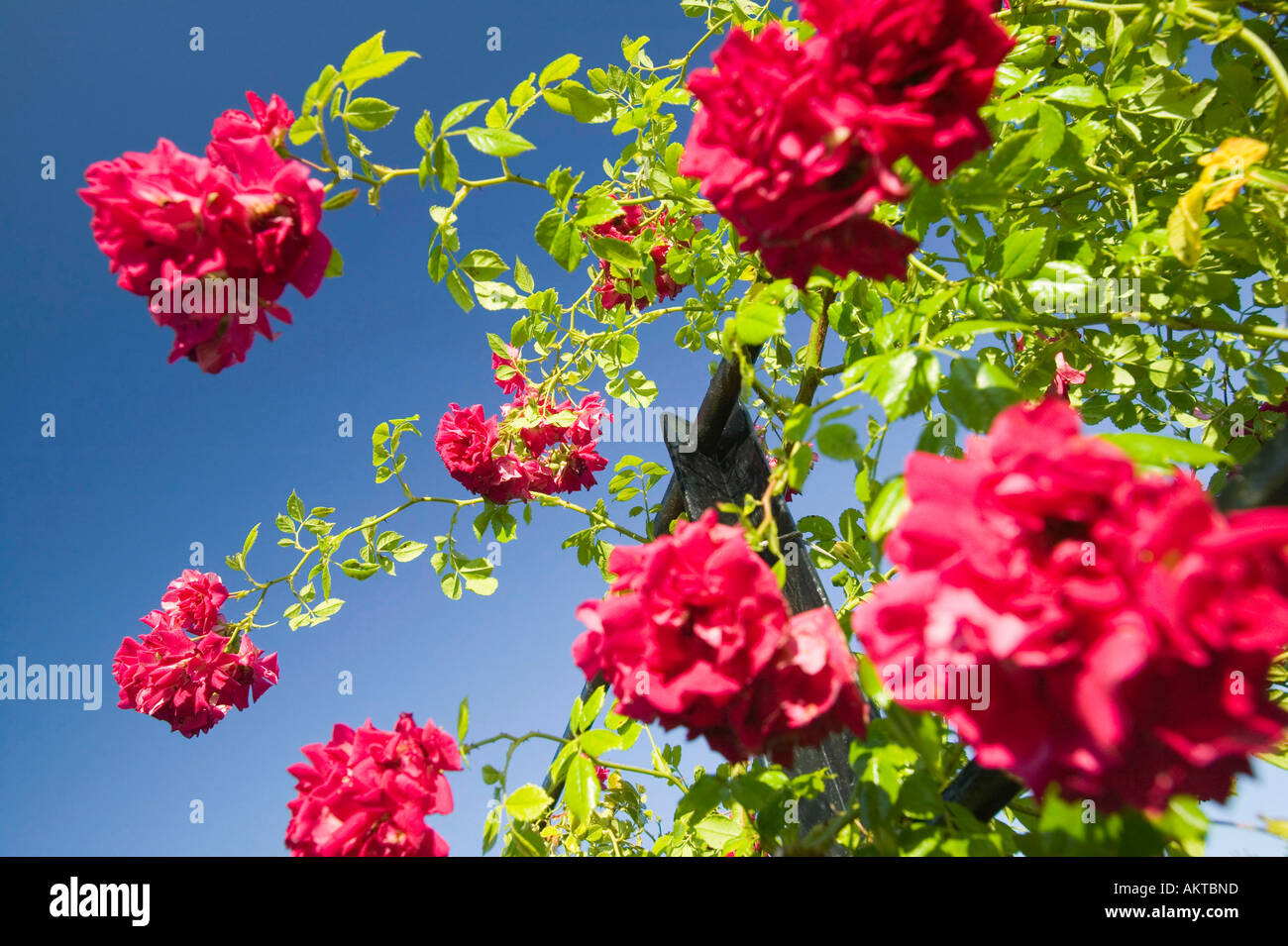 Roses growing in Holehird gardens, Windermere, Cumbria, UK Stock Photo ...