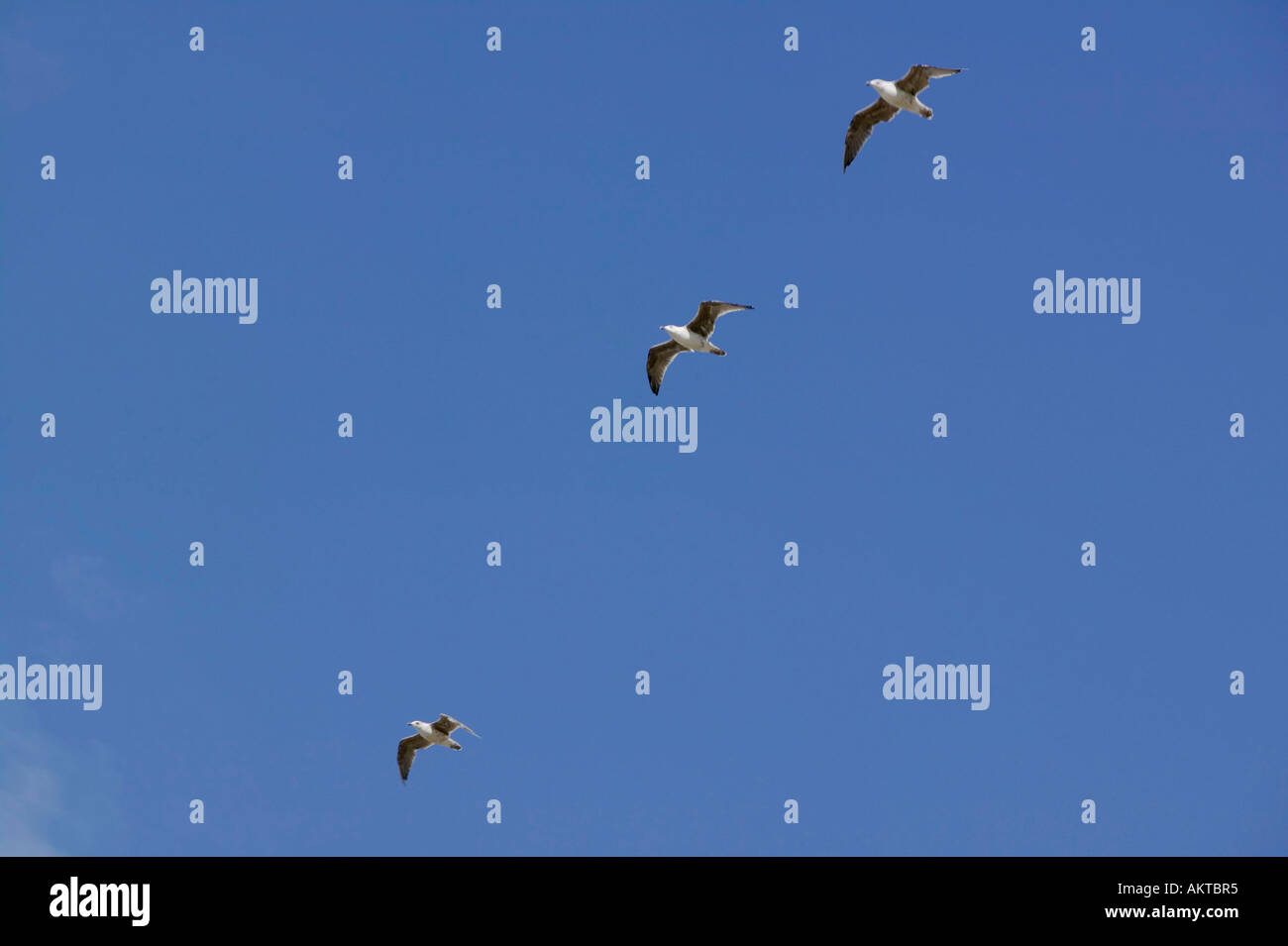 Lesser black backed gulls in flight Stock Photo - Alamy