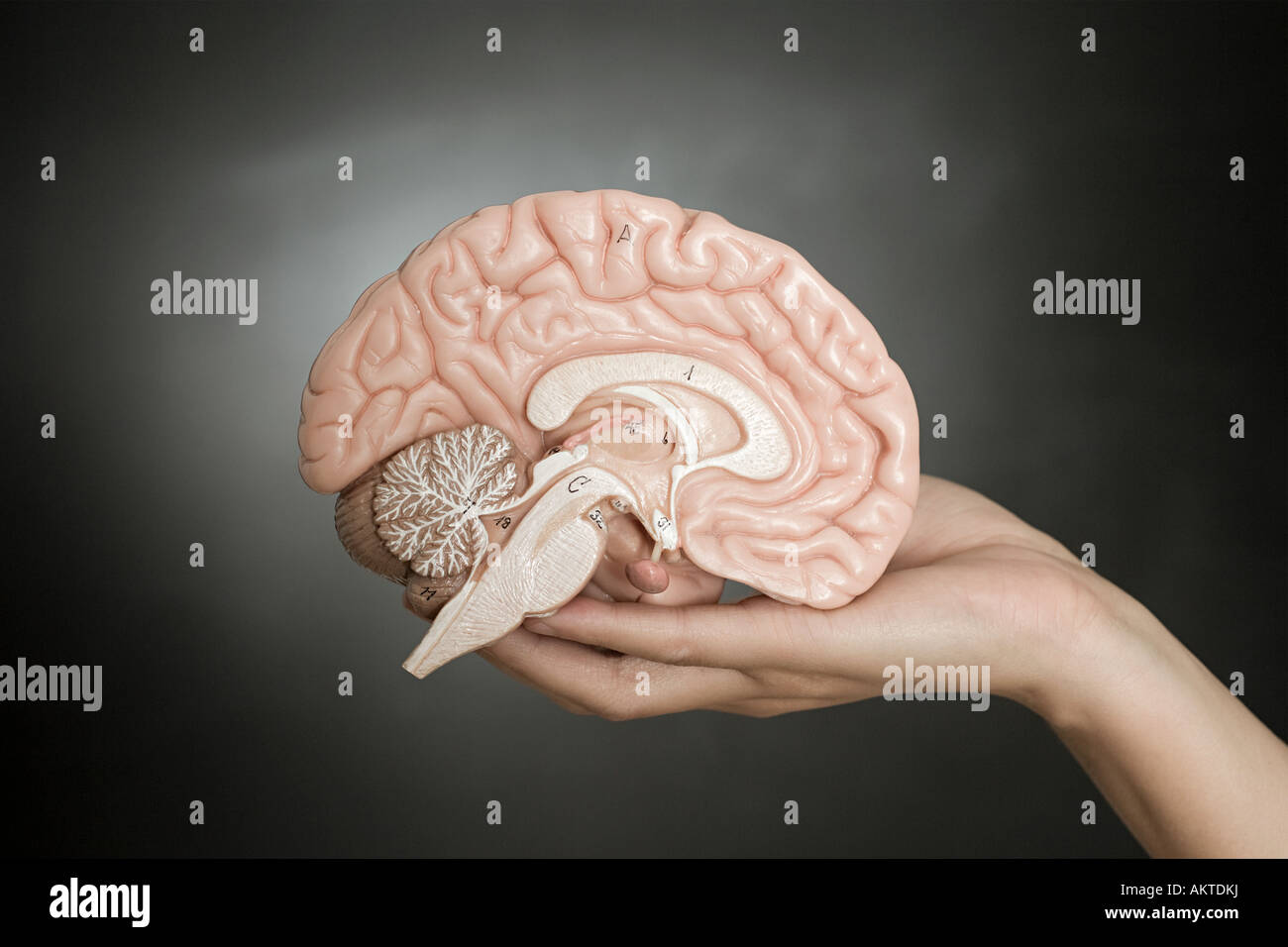 Person holding a model brain Stock Photo - Alamy