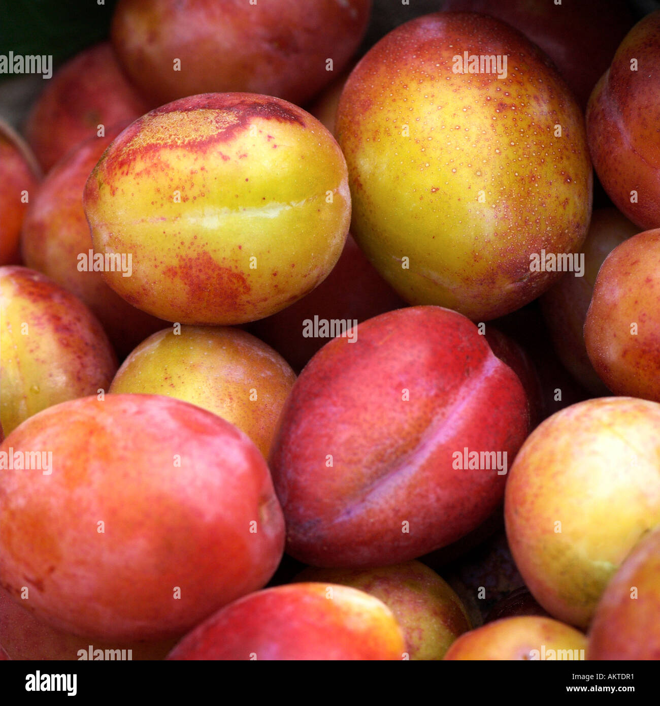 Victoria plum growing hi-res stock photography and images - Alamy