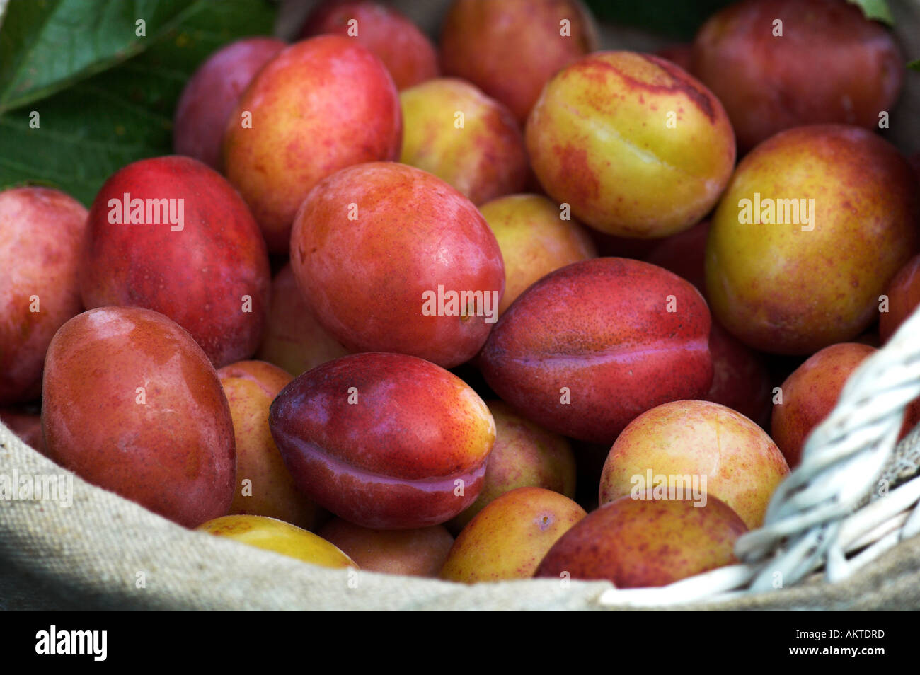 Victoria plum growing hi-res stock photography and images - Alamy