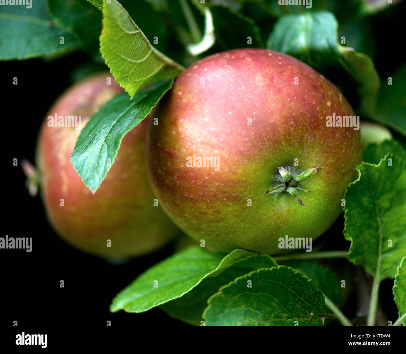 Cox’s orange pippin hi-res stock photography and images - Alamy