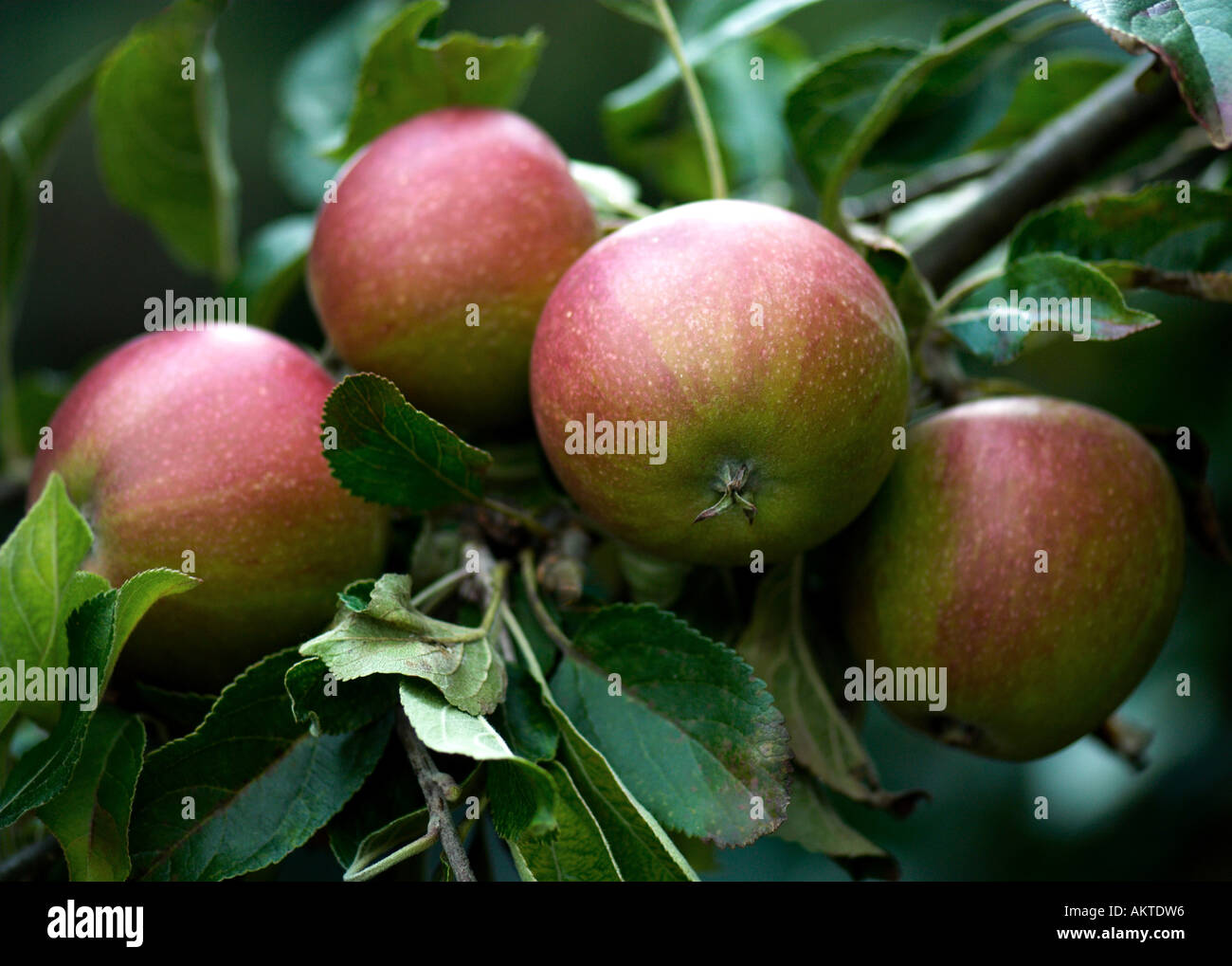 Apple cox's orange pippin tree hi-res stock photography and images - Alamy