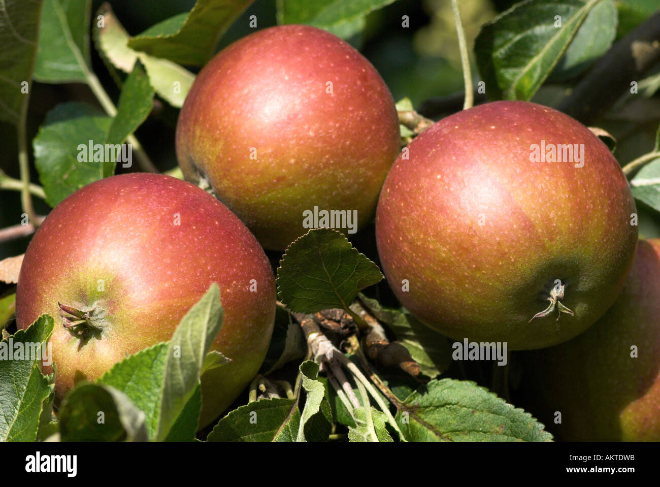 Cox's Orange Pippin Apples growing in the tree Stock Photo - Alamy