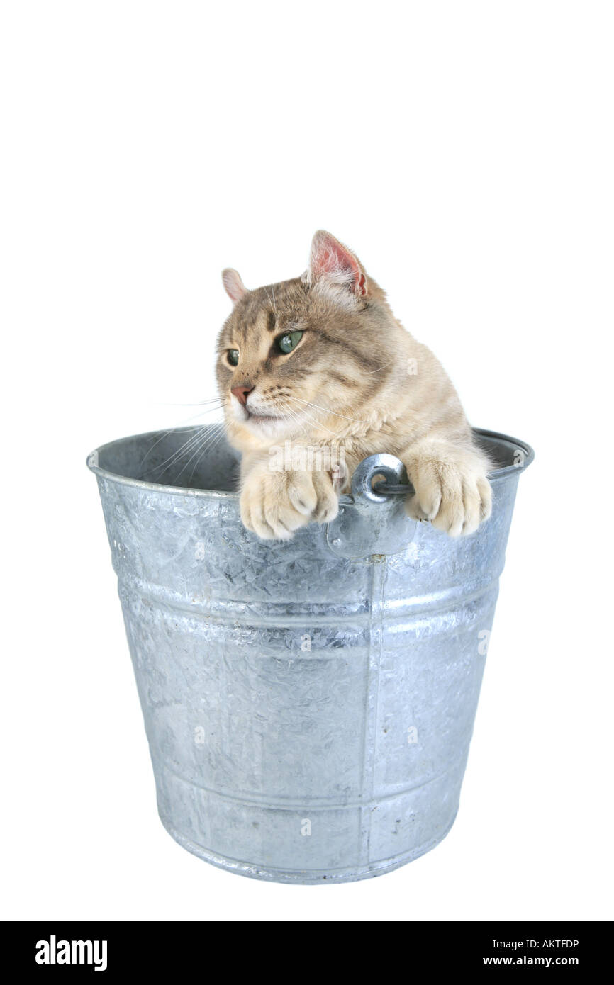 Cat with big feet in galvanized bucket isolated on white background ...