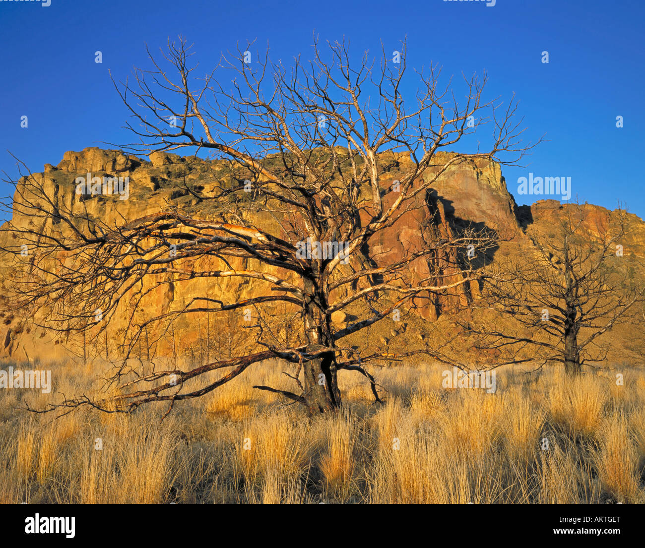 A dead tree from a fire at Smith Rock Stock Photo - Alamy