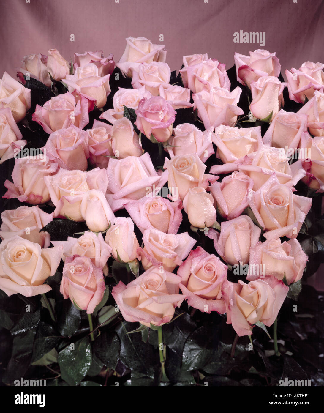 large assortment pink roses Stock Photo - Alamy
