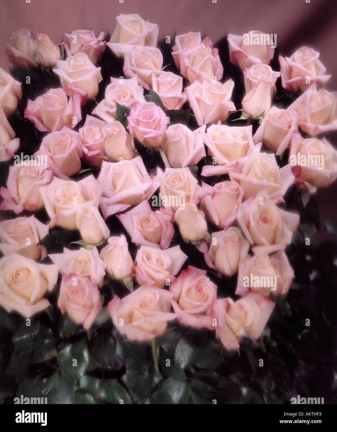large assortment pink roses Stock Photo - Alamy