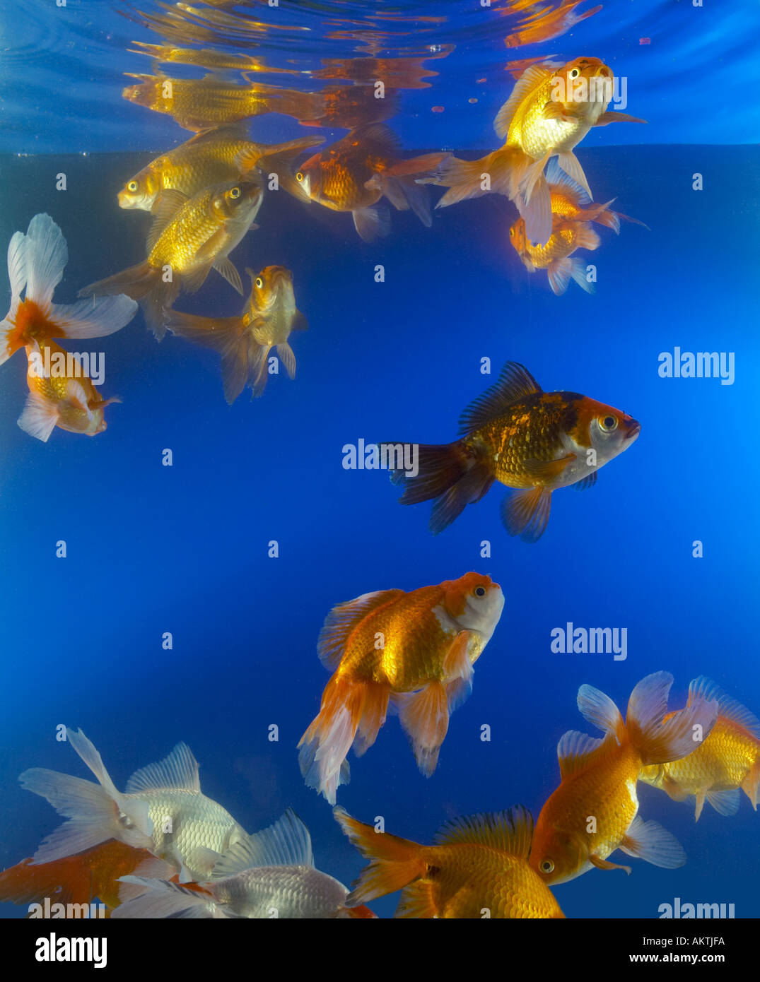 Carp family hi-res stock photography and images - Alamy