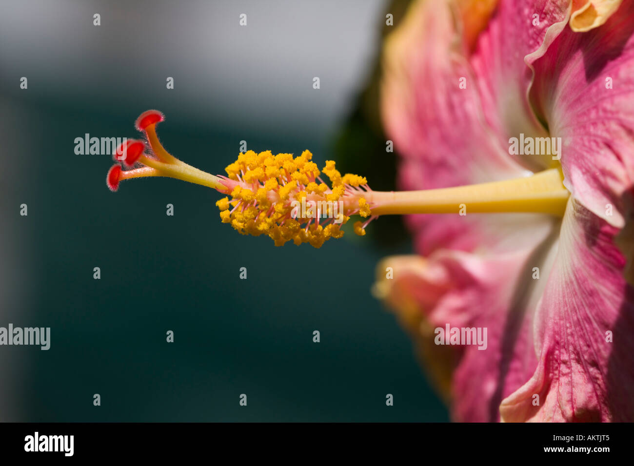 Fine hairs fine detail hi-res stock photography and images - Alamy