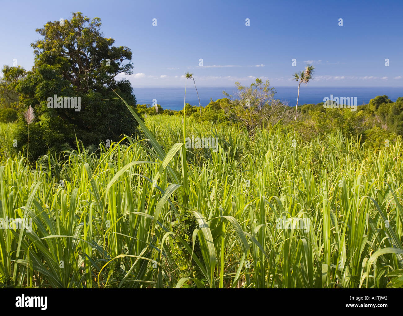Sea view over sugar-cane - Réunion Island Stock Photo - Alamy