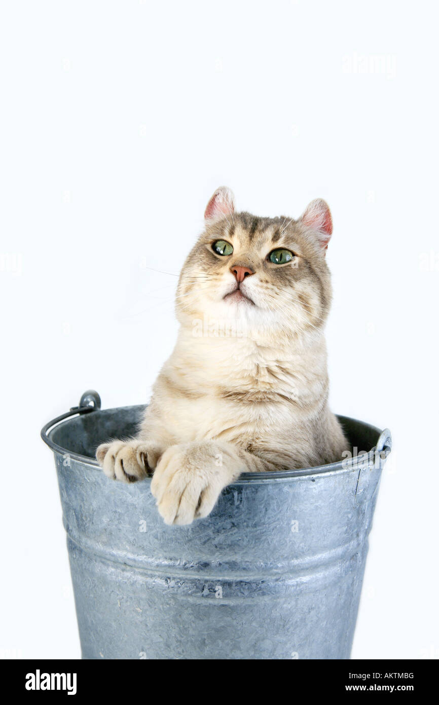 Funny cat big feet inside hi-res stock photography and images - Alamy