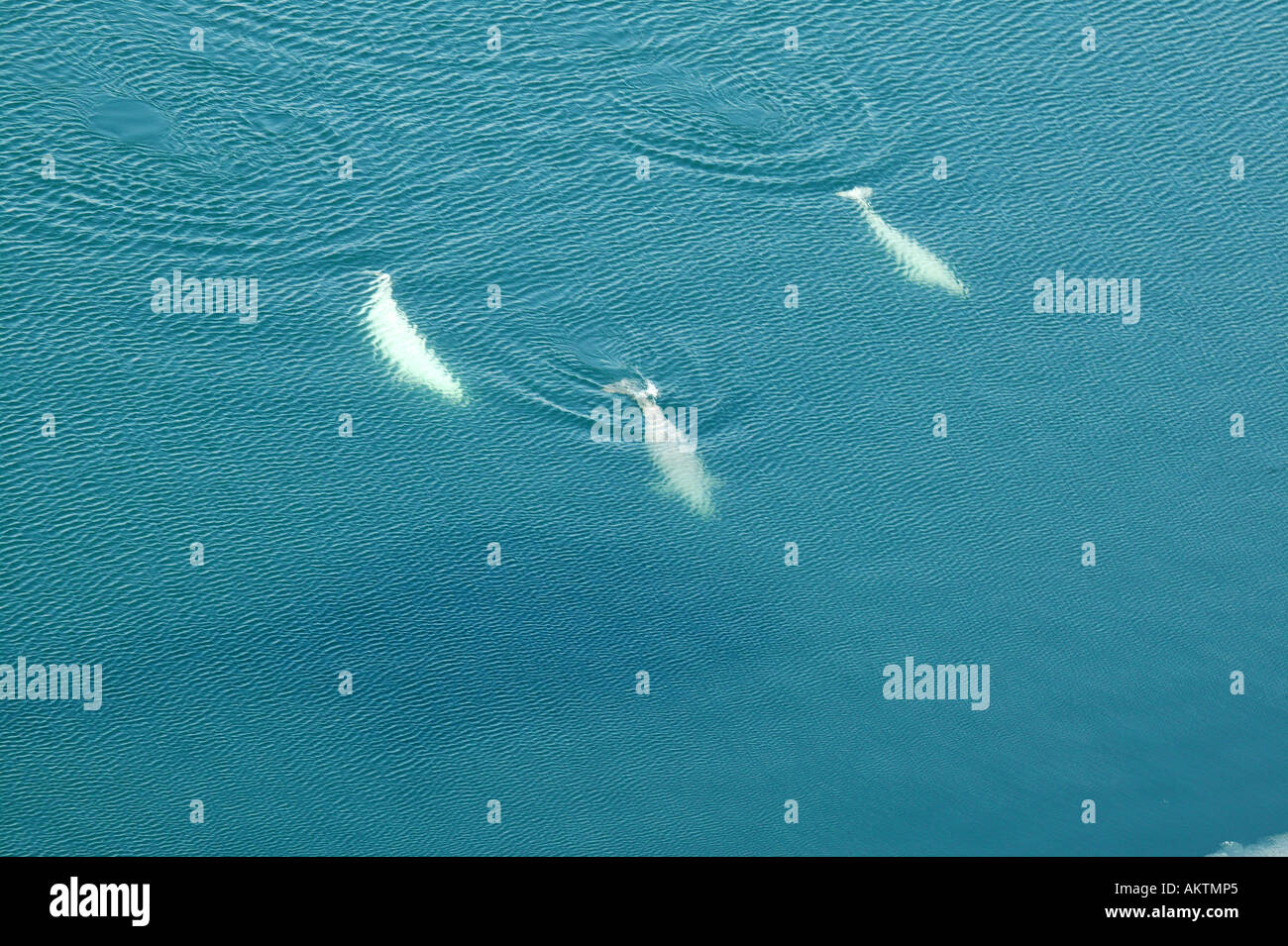 Beluga whales aerial hi-res stock photography and images - Alamy