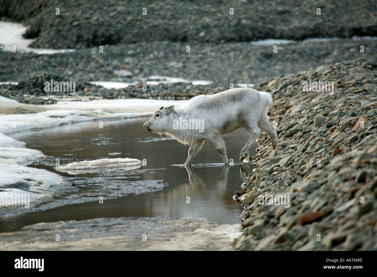 Svalbardrein (reindeer), Rangifer tarandus platyrhynchus, near ...