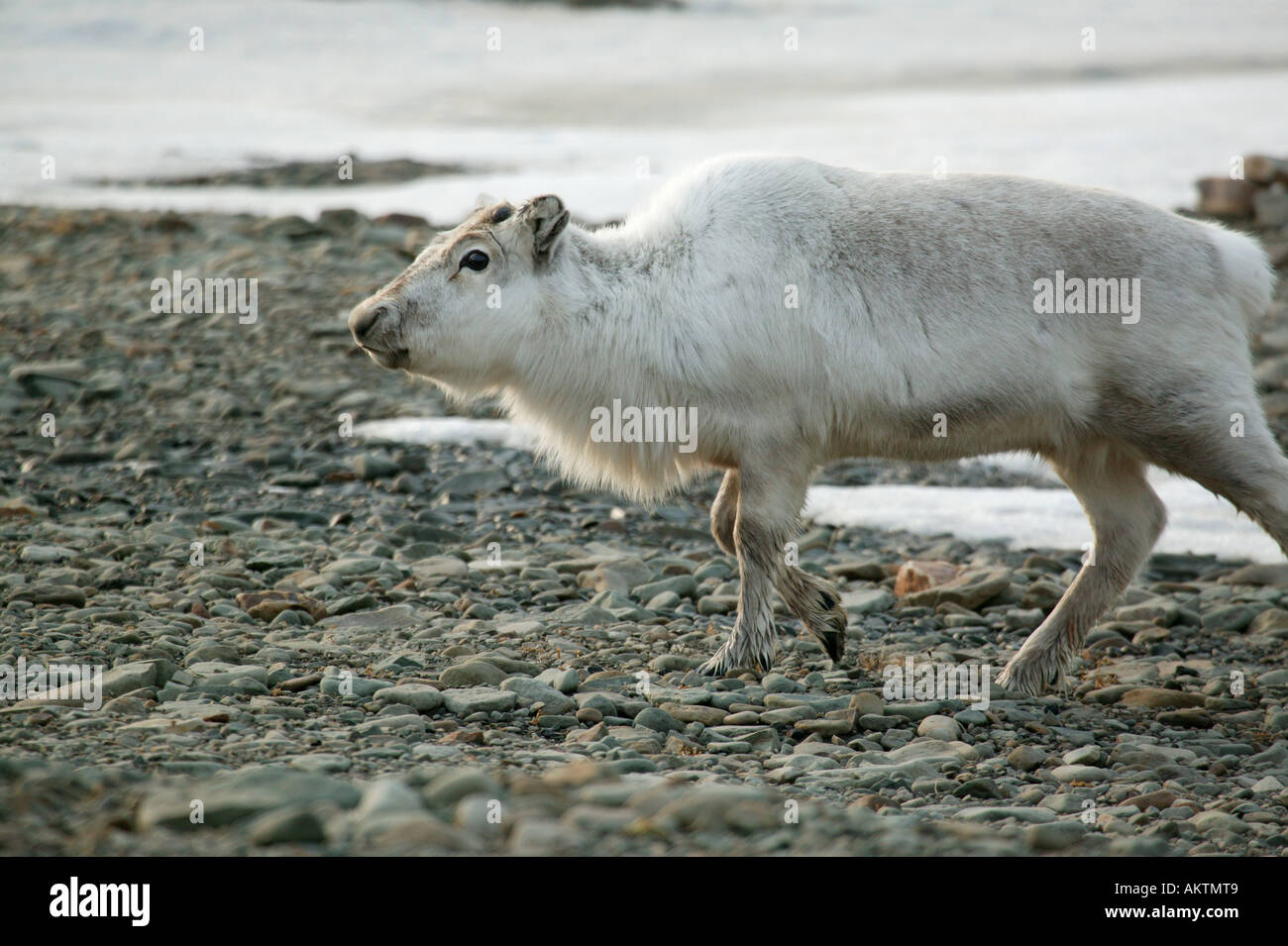 Svalbardrein (reindeer), Rangifer tarandus platyrhynchus, near ...