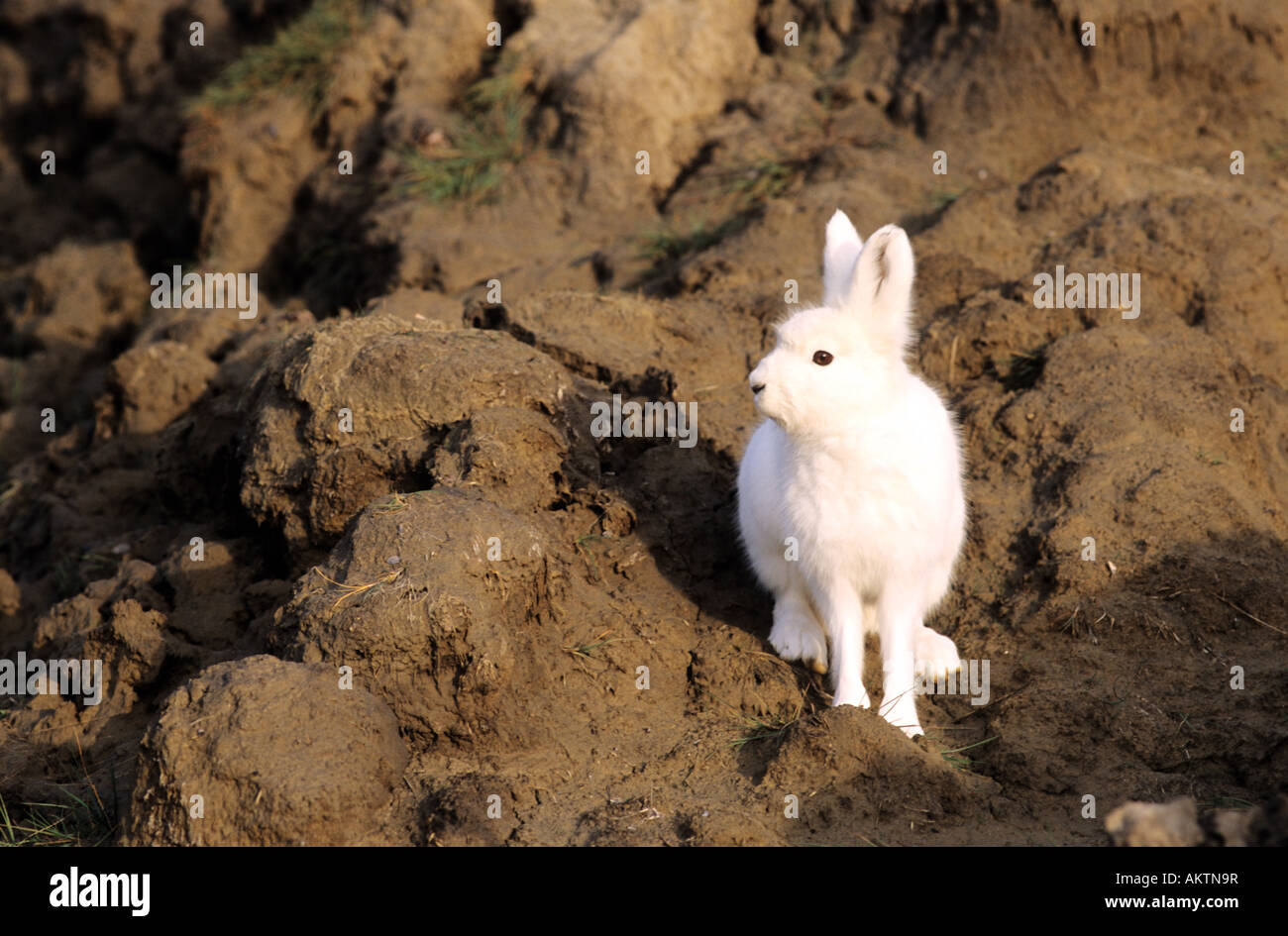 Hare territory hi-res stock photography and images - Alamy