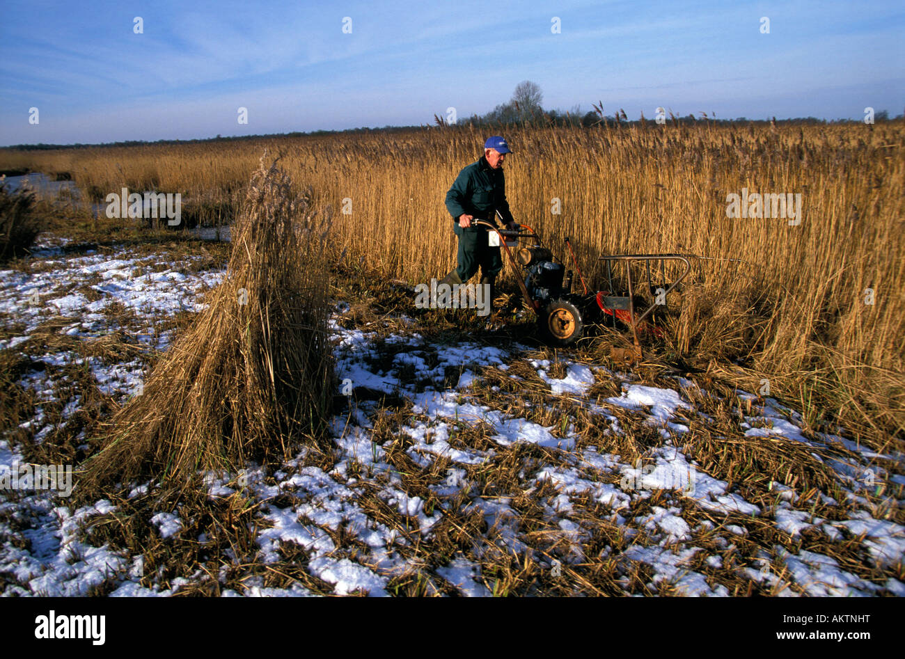 Reed issue hi-res stock photography and images - Alamy