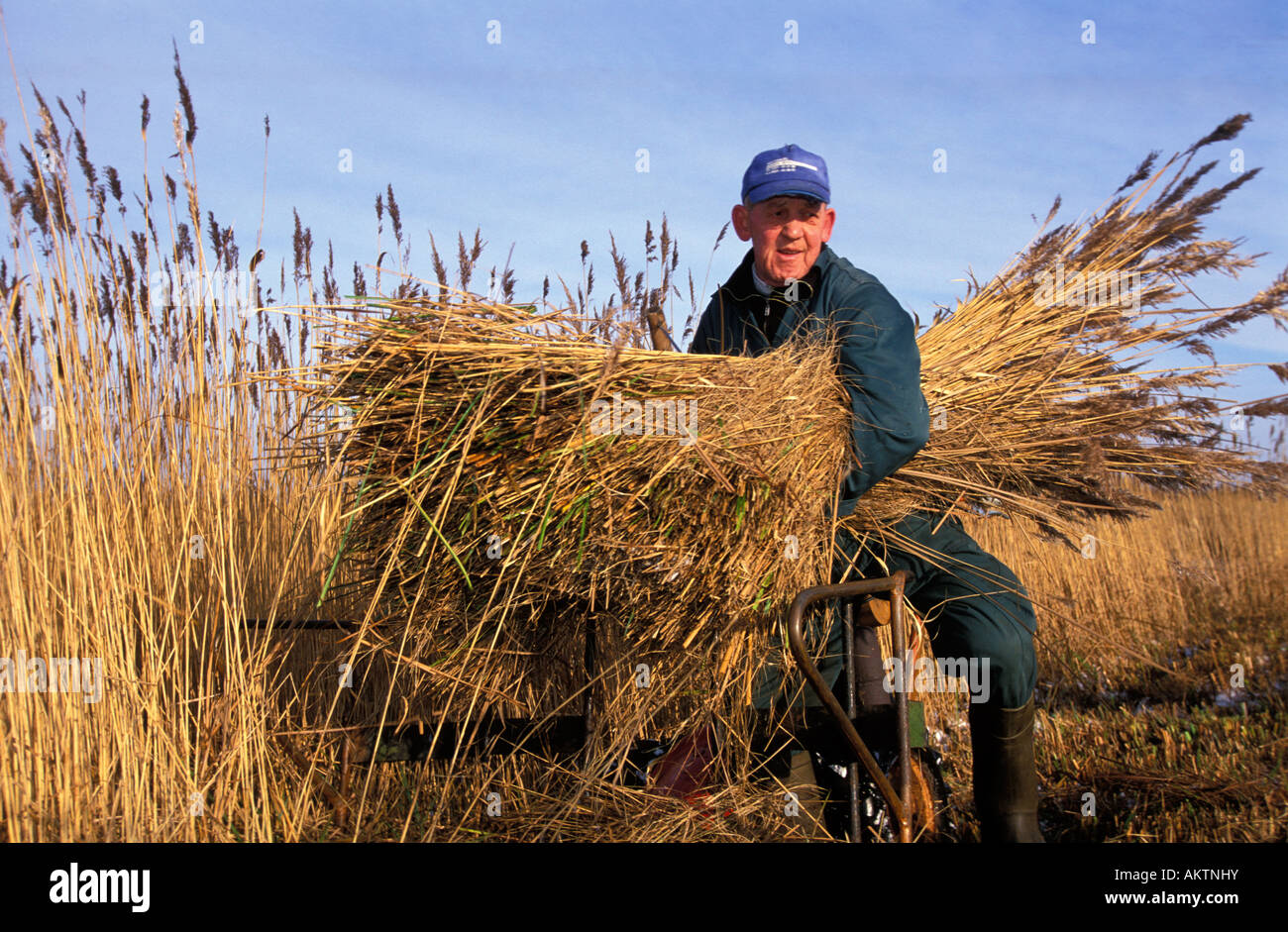Reed issue hi-res stock photography and images - Alamy